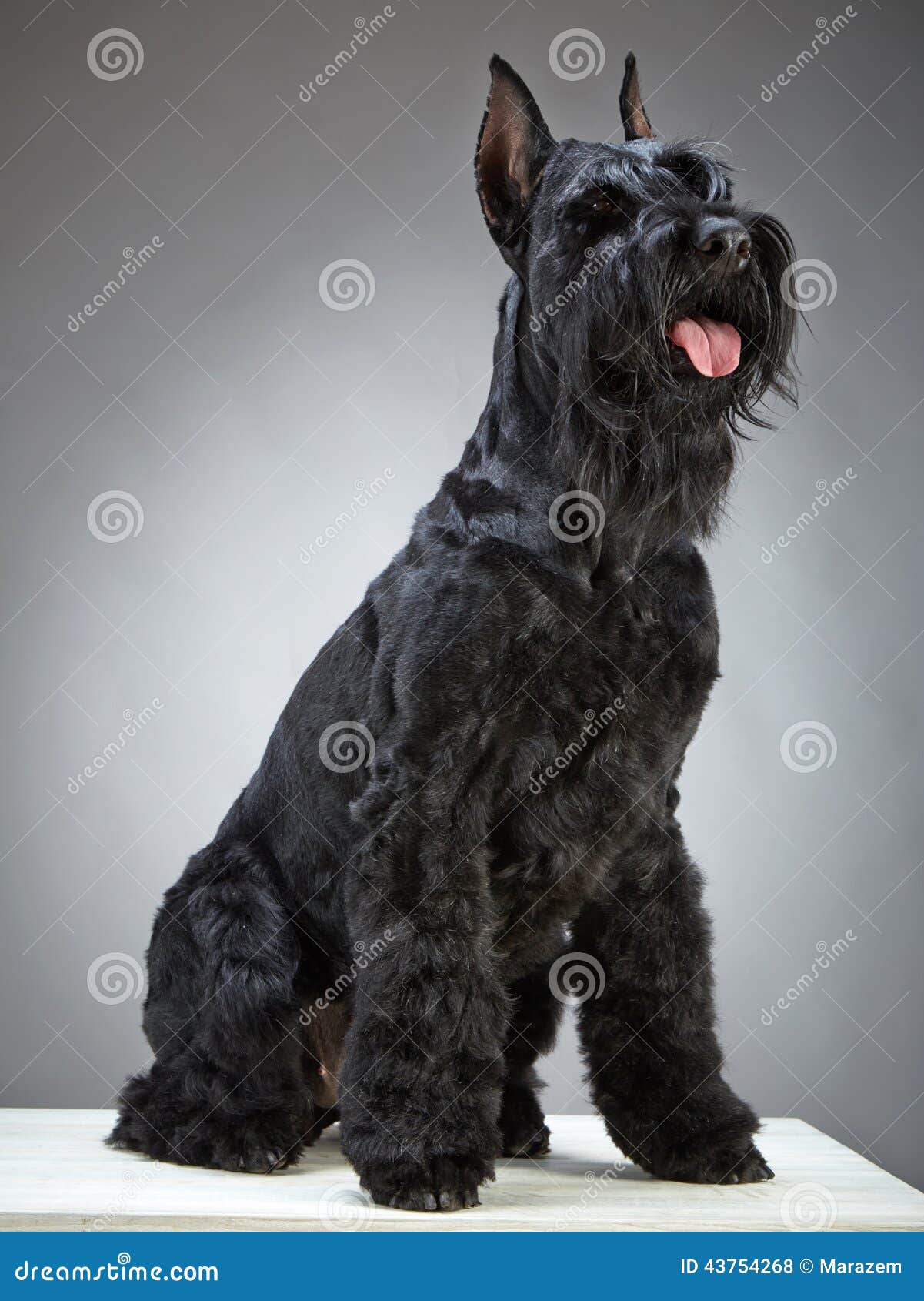 Chien Noir De Schnauzer Géant Photo stock - Image du domestique ...