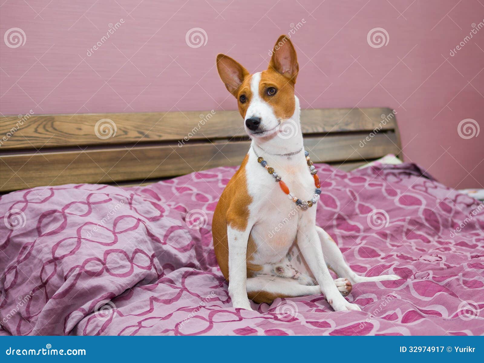 Chien Paresseux De Basenji. Image stock - Image du affectueux, créature ...