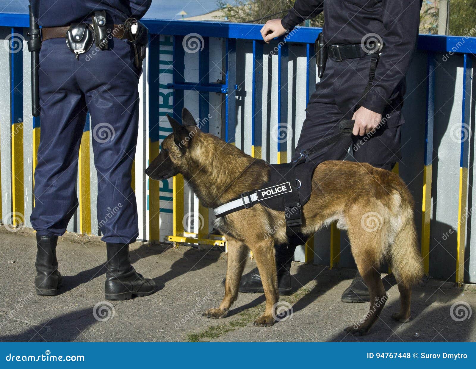 Chien Policier Photos Stock - Téléchargez 987 Photos libres de droits