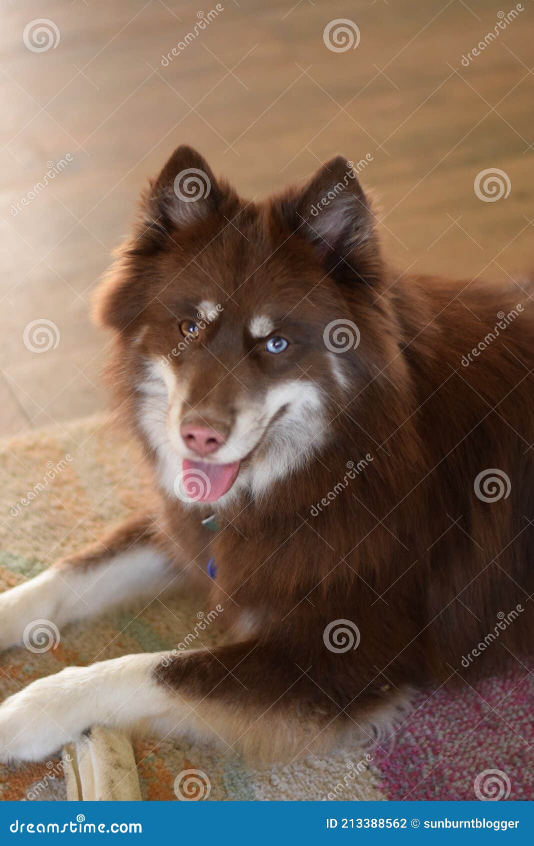 Chien pomsky photo stock. Image du cheveu, expression - 213388562