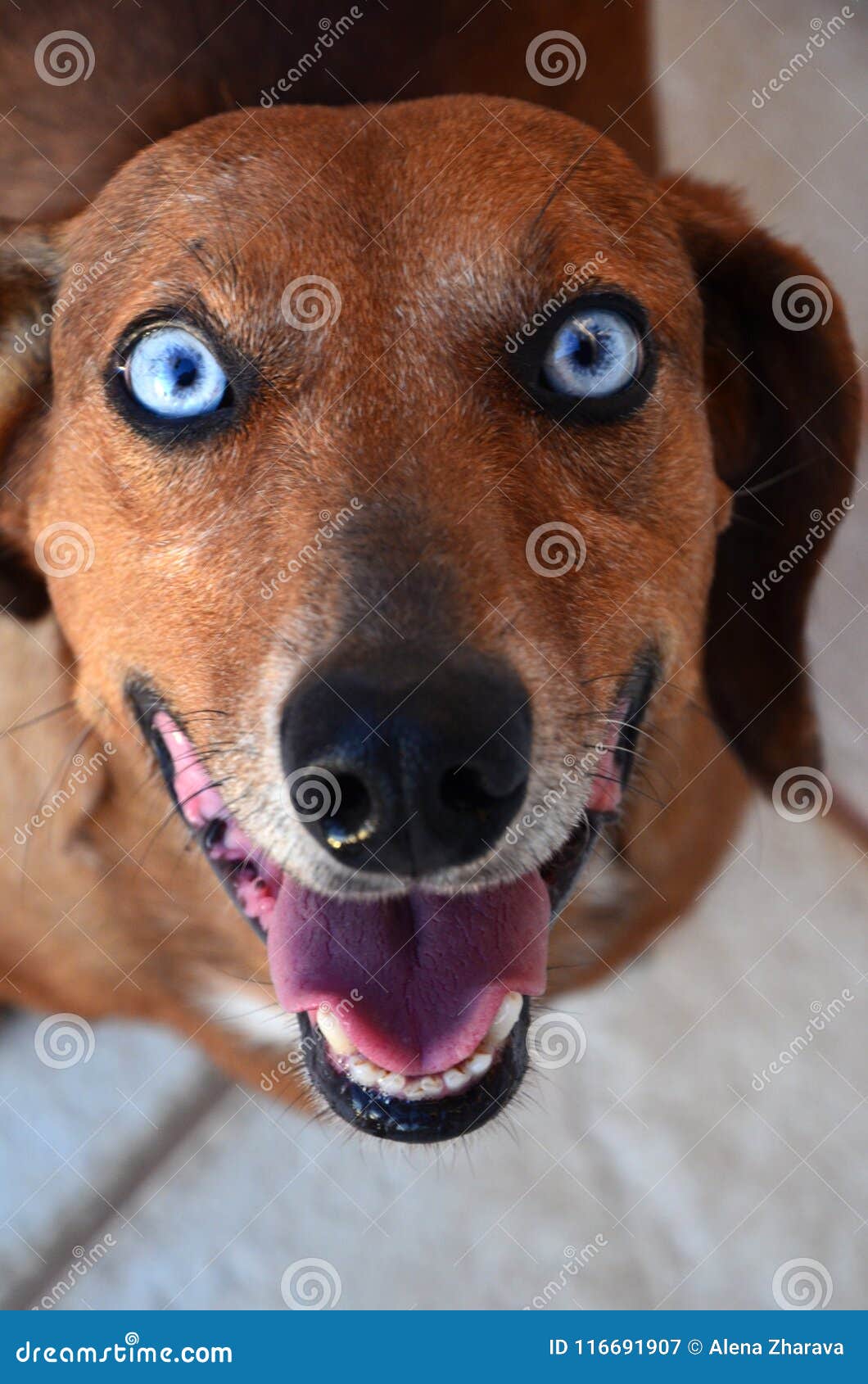 Chien, Race De Teckel, Yeux Bleus Image stock - Image du maison ...
