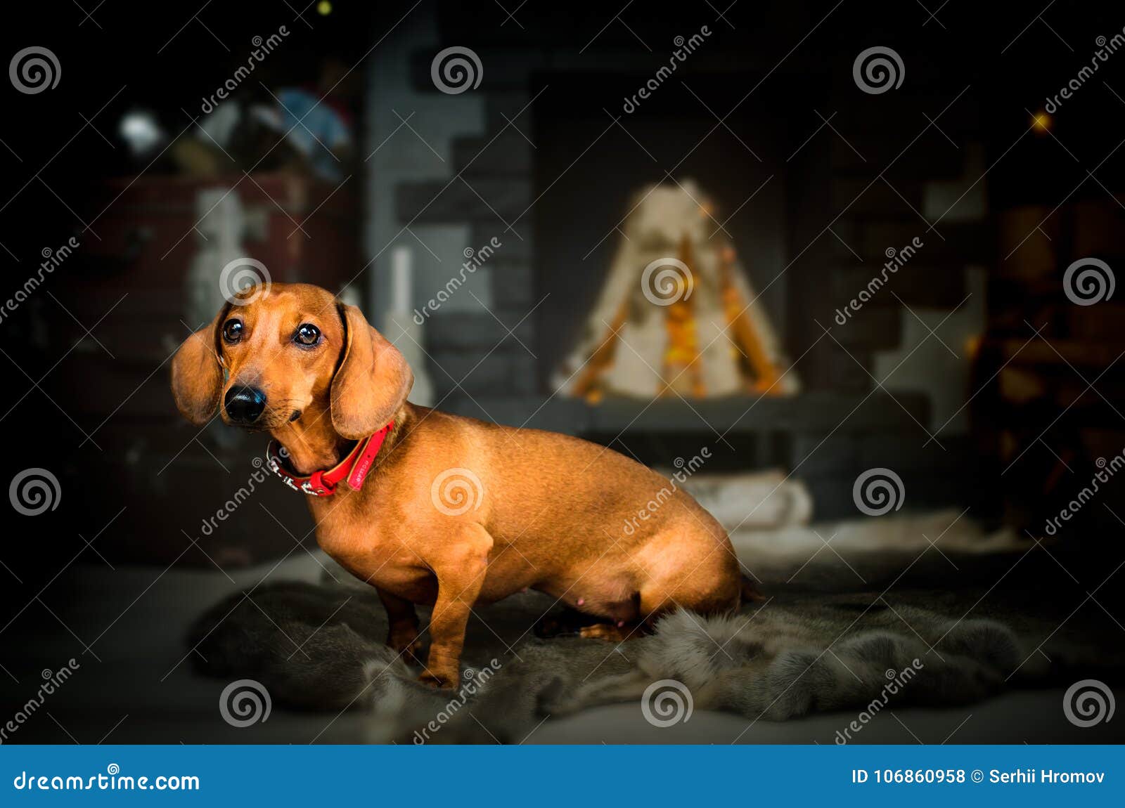 Chien Rouge Court De Teckel, Chien De Chasse Photo stock - Image du ...