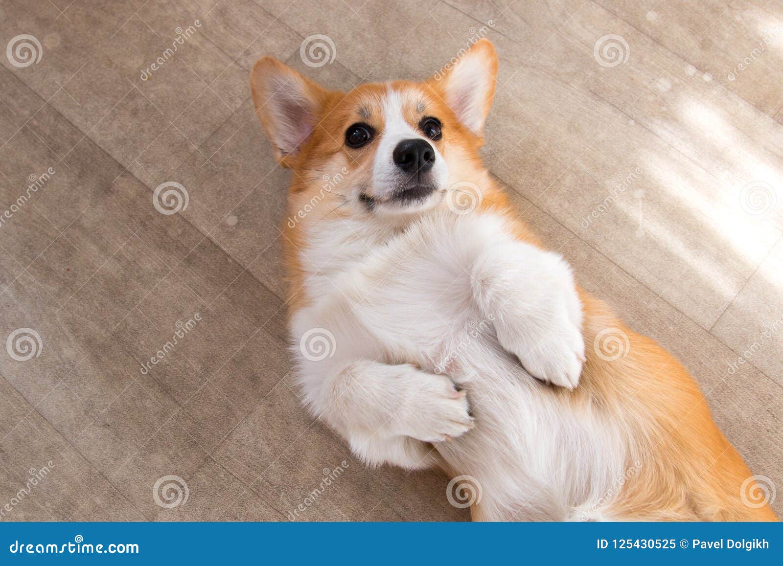 Chien Roux De Corgi De Chiot Image stock - Image du race, pièce: 125430525