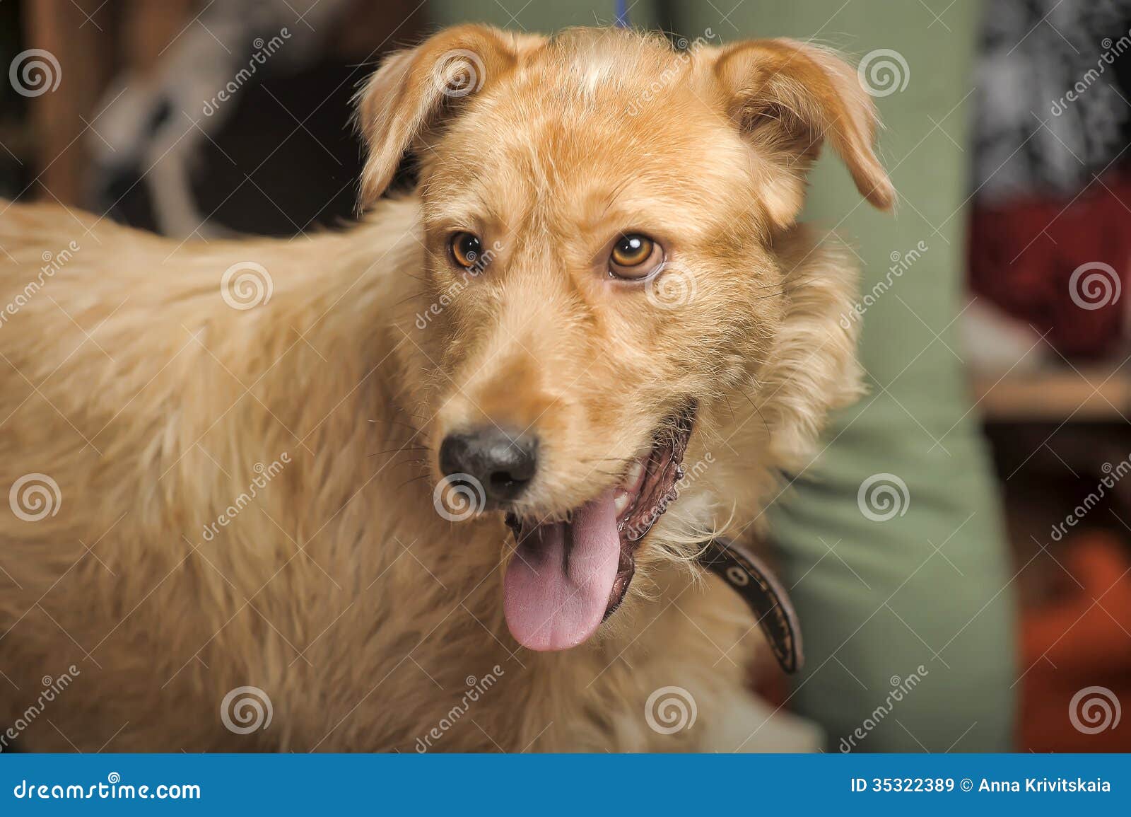 Chien roux de terrier image stock. Image of adulte, domestique - 35322389
