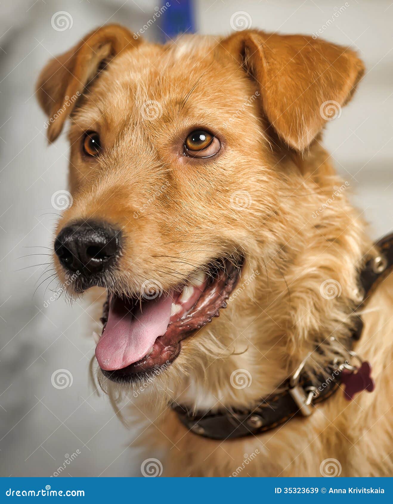 Chien roux de terrier image stock. Image du herbe, noir - 35323639