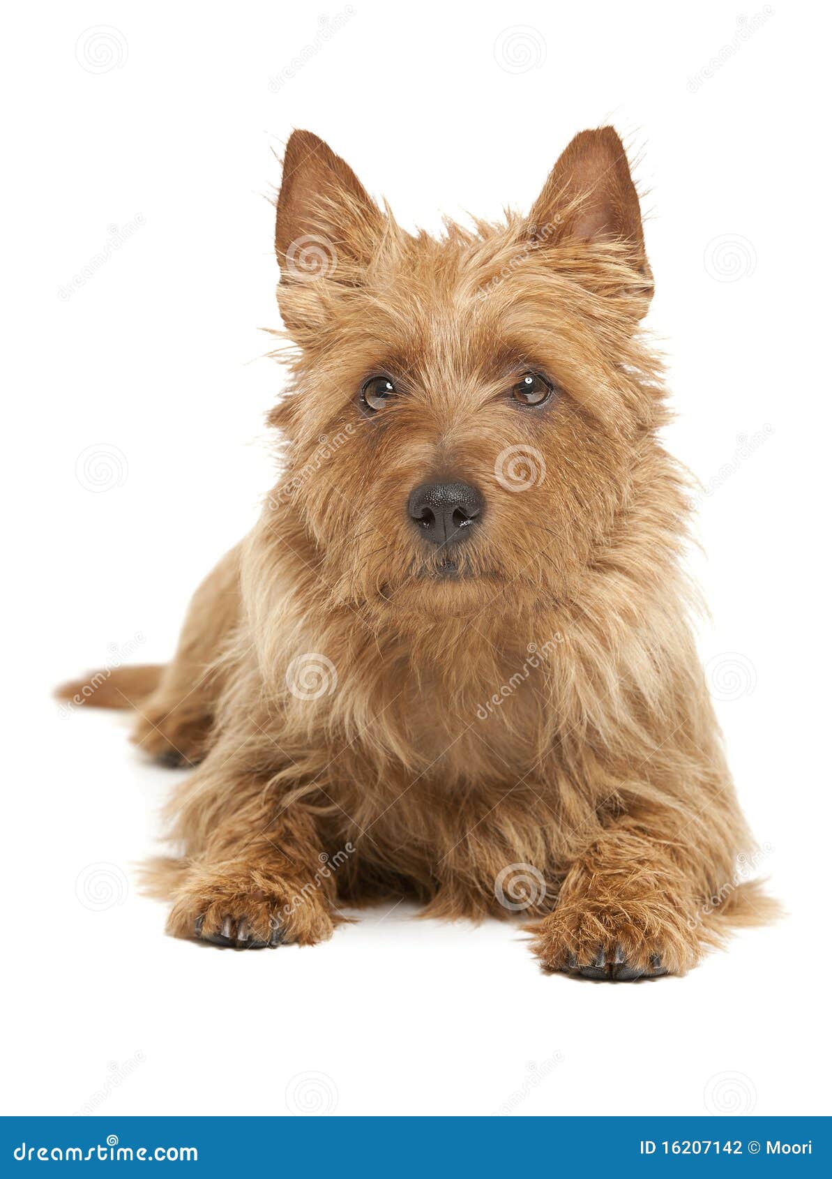 Chien terrier australien photo stock. Image du crabot - 16207142