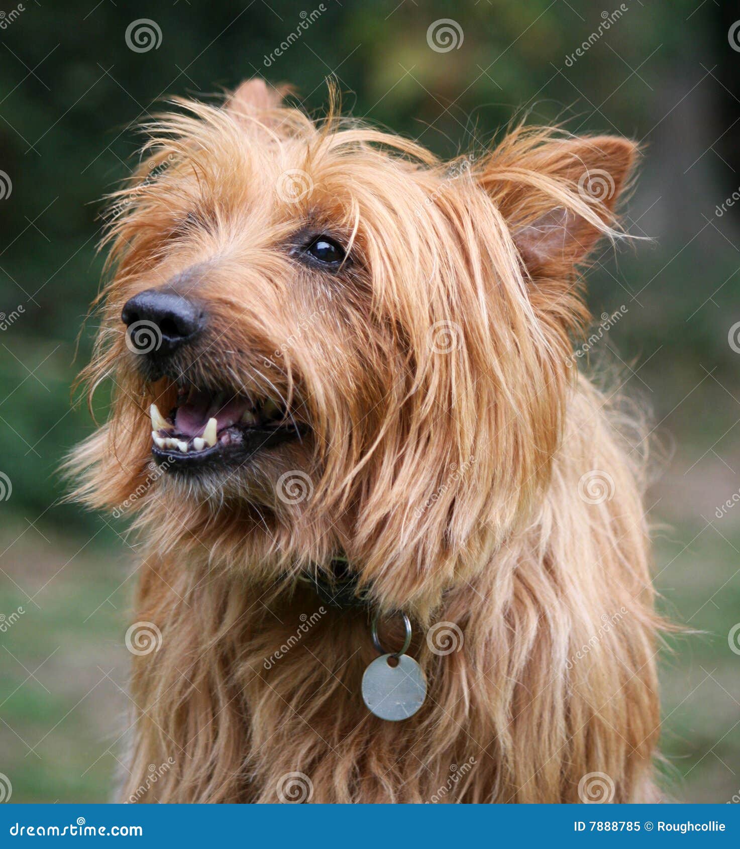 Chien terrier australien image stock. Image du australien - 7888785