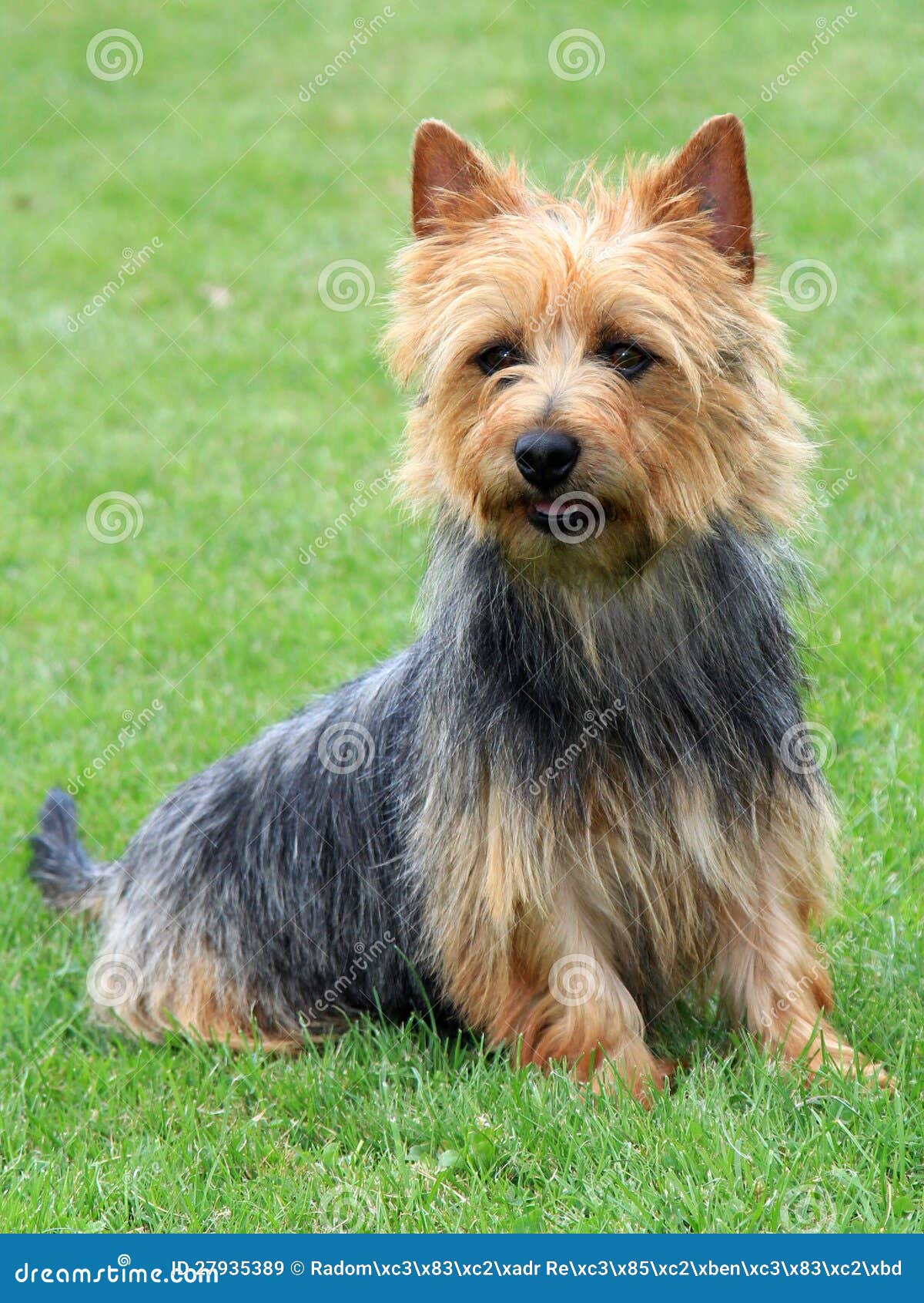 Chien Terrier Australien Dans Le Jardin Image stock - Image du nature ...