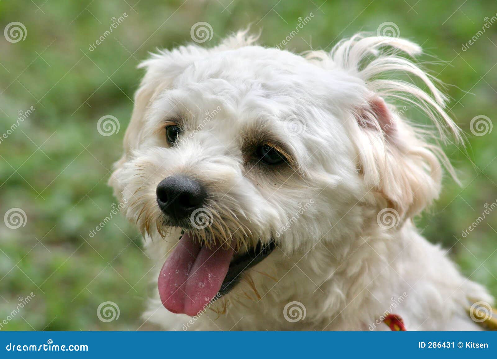 Chien terrier blanc image stock. Image du heureux, amical - 286431