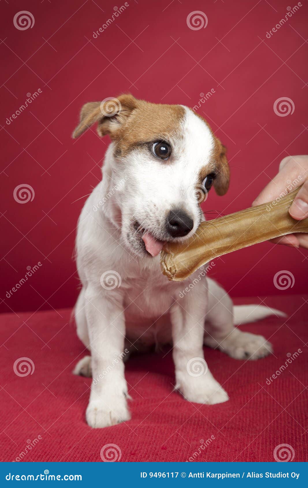 Chien Terrier De Consommation Mignon De Russell De Plot D'os Image ...