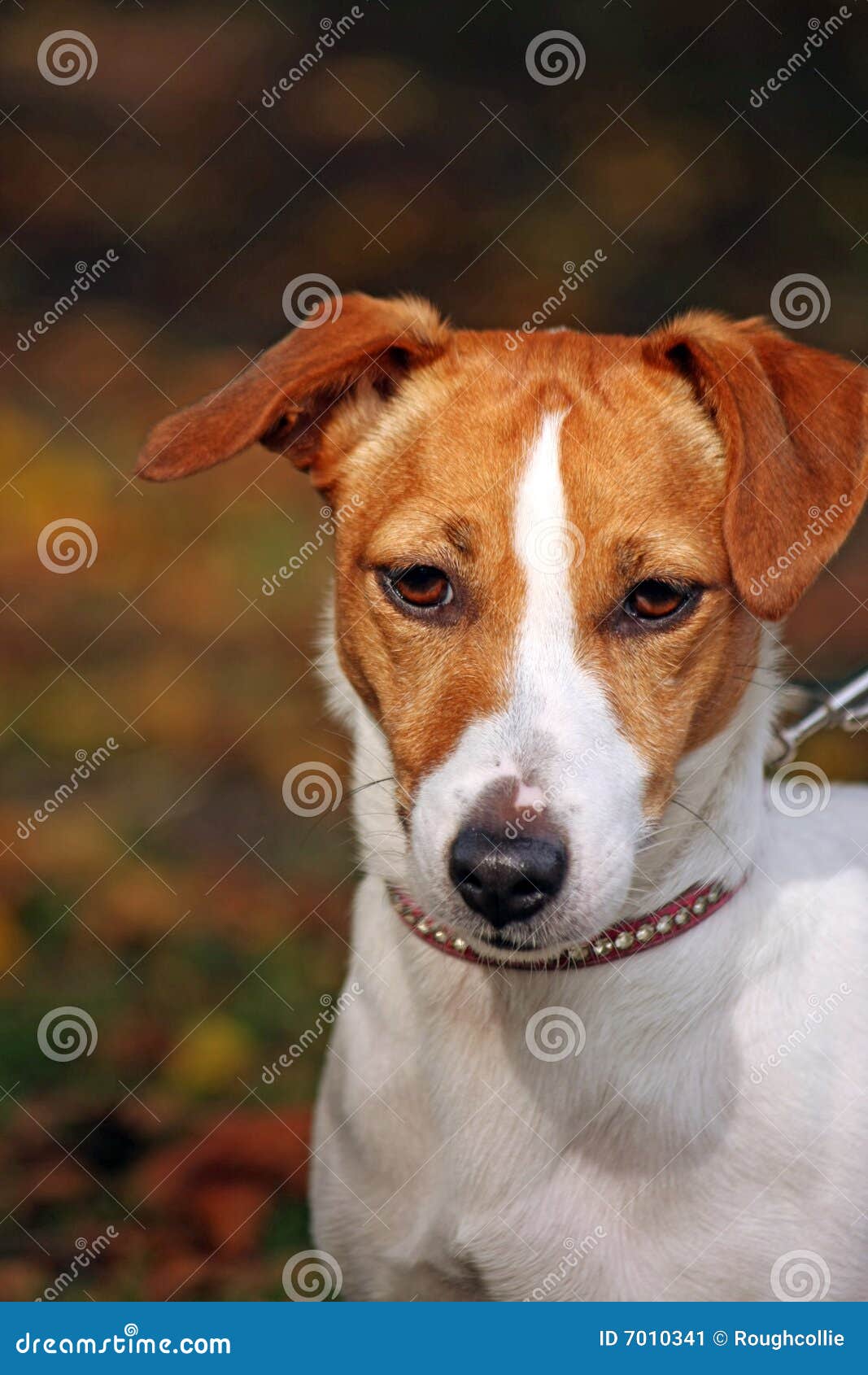 Chien Terrier De Russell De Plot Image stock - Image du animaux ...