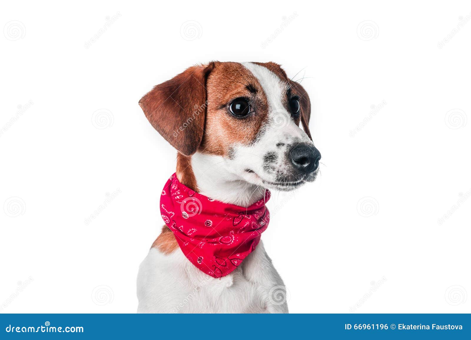Chien Terrier De Russell De Plot De Chiot Photo stock - Image du ...