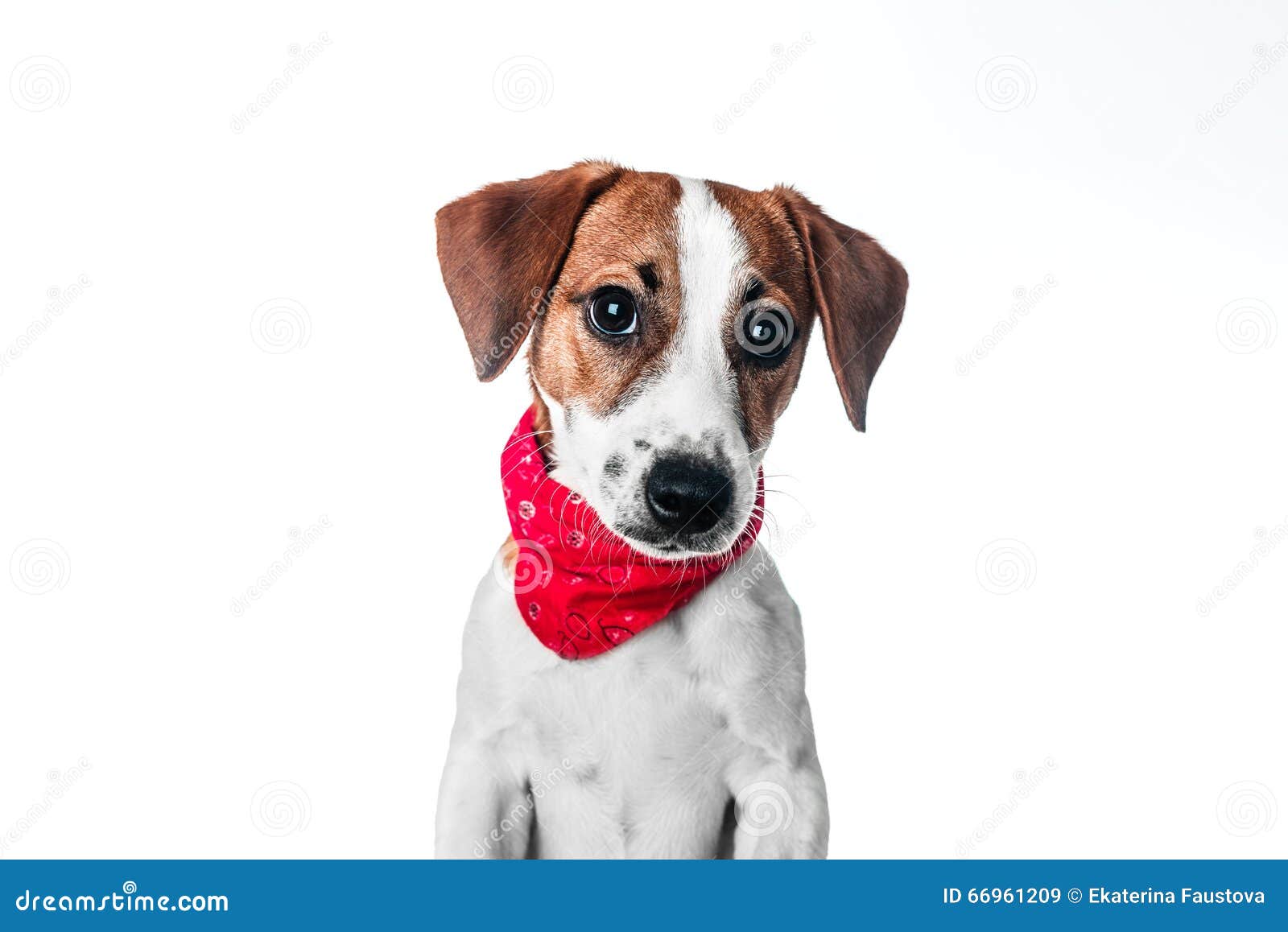 Chien Terrier De Russell De Plot De Chiot Image stock - Image du plot ...
