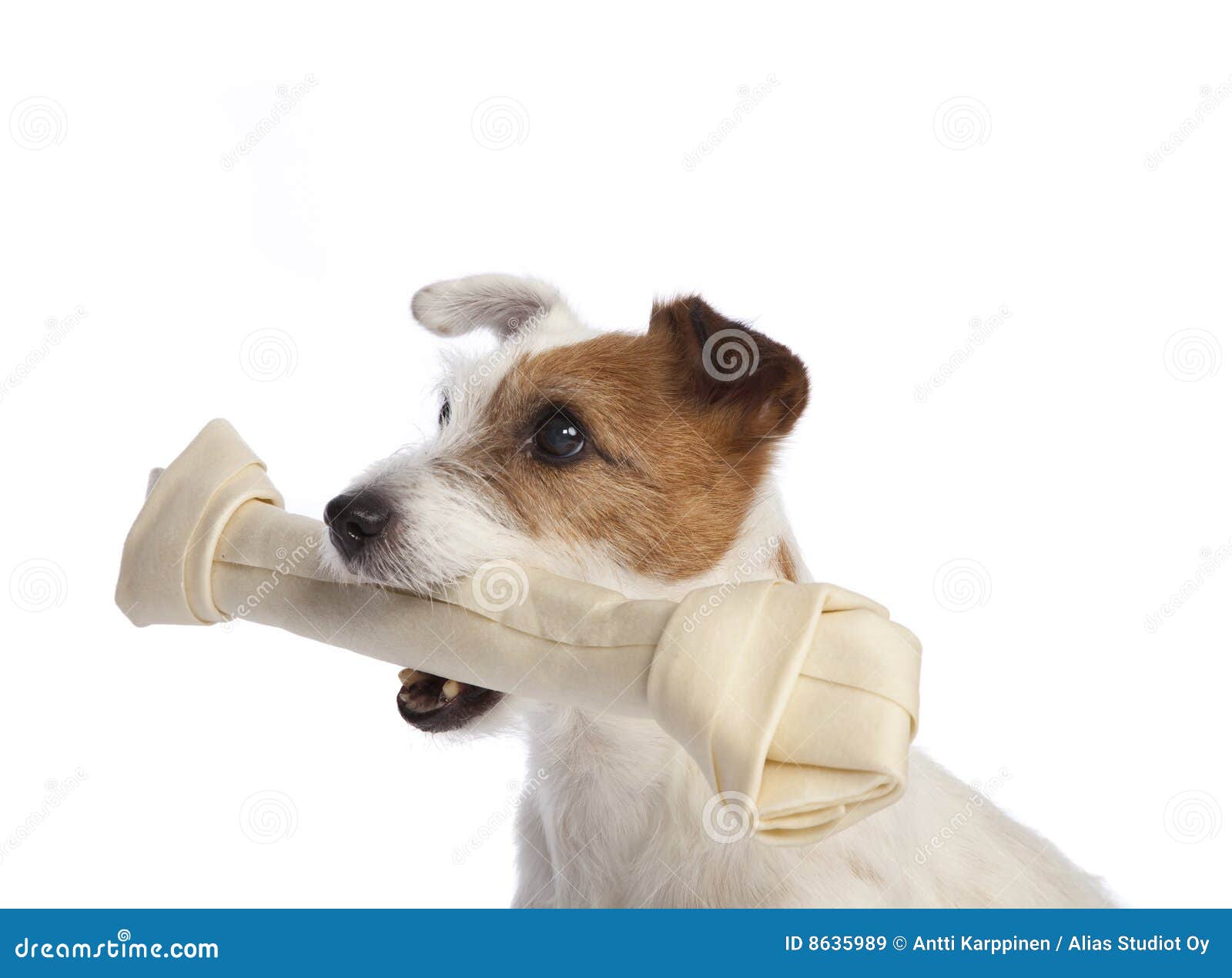 Chien Terrier De Russell De Plot De Fixation D'os Image stock - Image ...