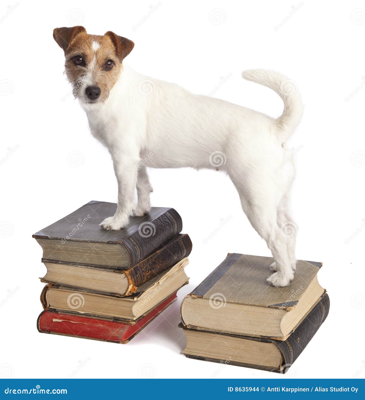 Chien Terrier Debout De Russell De Plot Photo stock - Image du russell ...