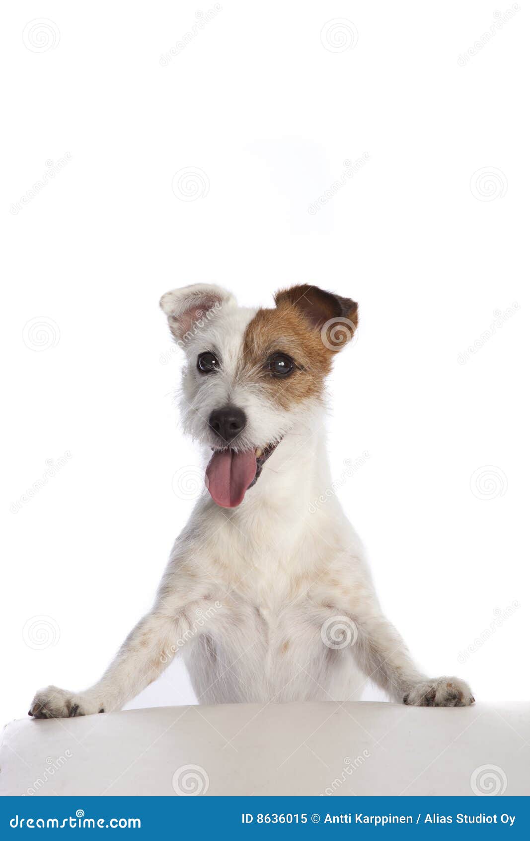 Chien Terrier Debout De Russell De Plot Image stock - Image du canin ...