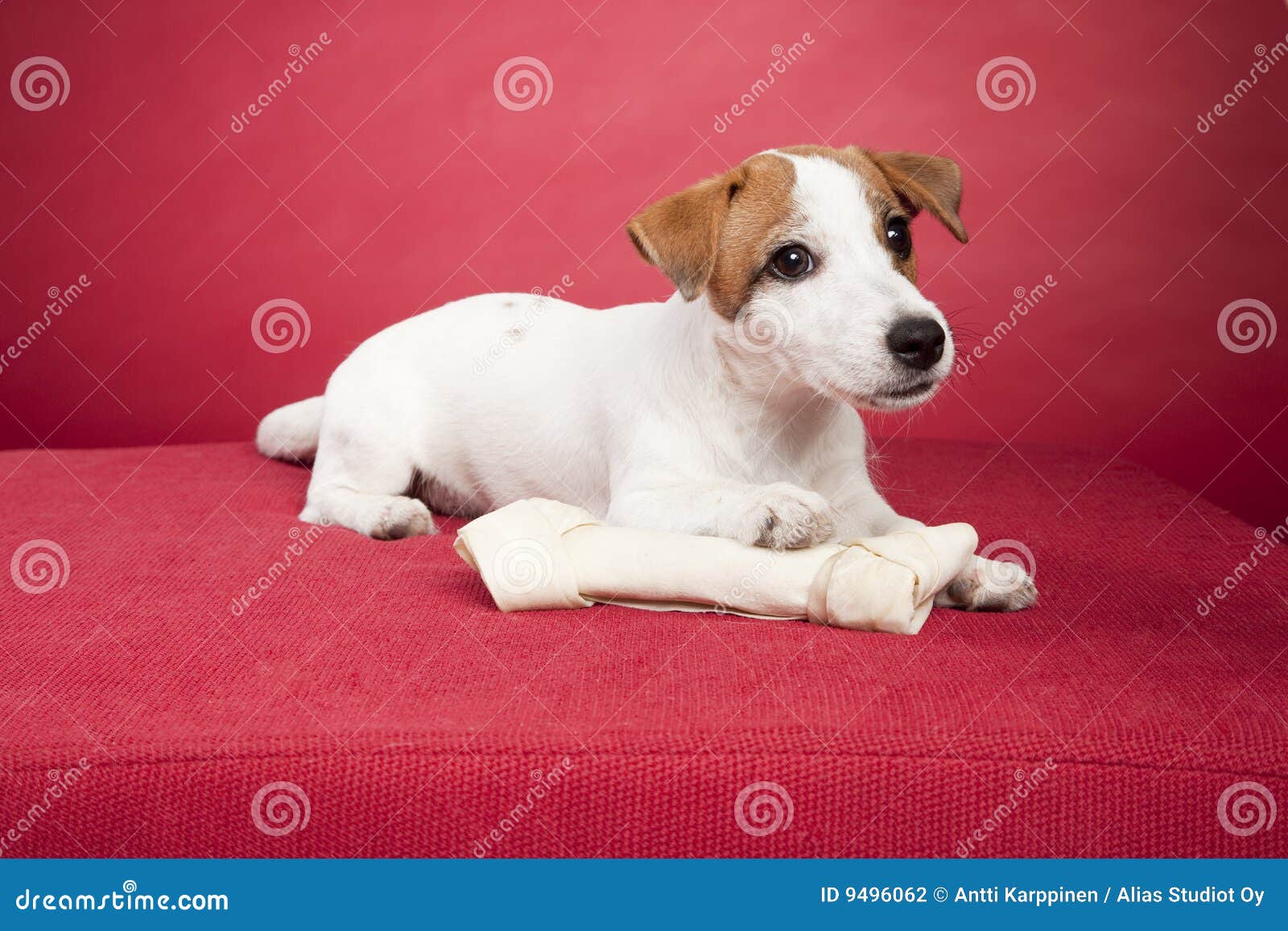 Chien Terrier Mignon De Russell De Plot D'os Photo stock - Image du ...