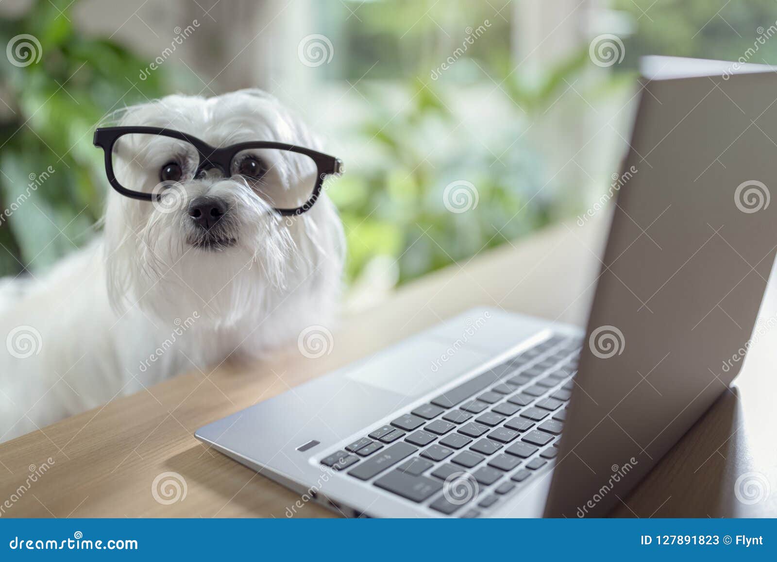 Chien Utilisant L'ordinateur Portable Image stock - Image du crabot ...