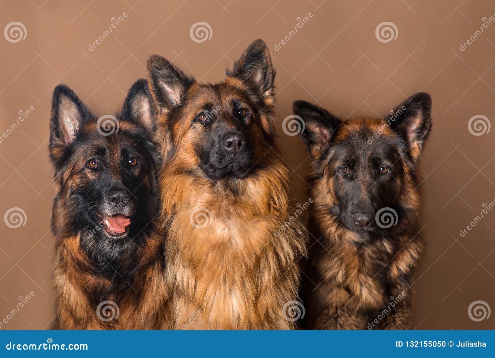 Chiens De Berger Allemand De Portrait De Studio Beaux Photo stock ...