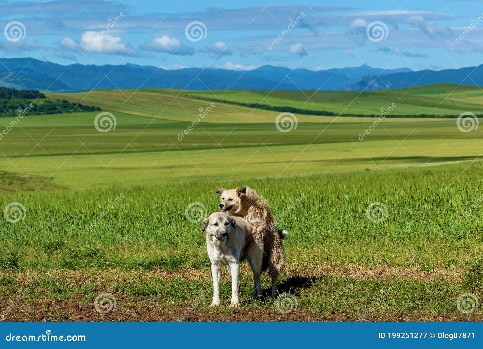 Chiens errants de couplage image stock. Image du chien - 199251277