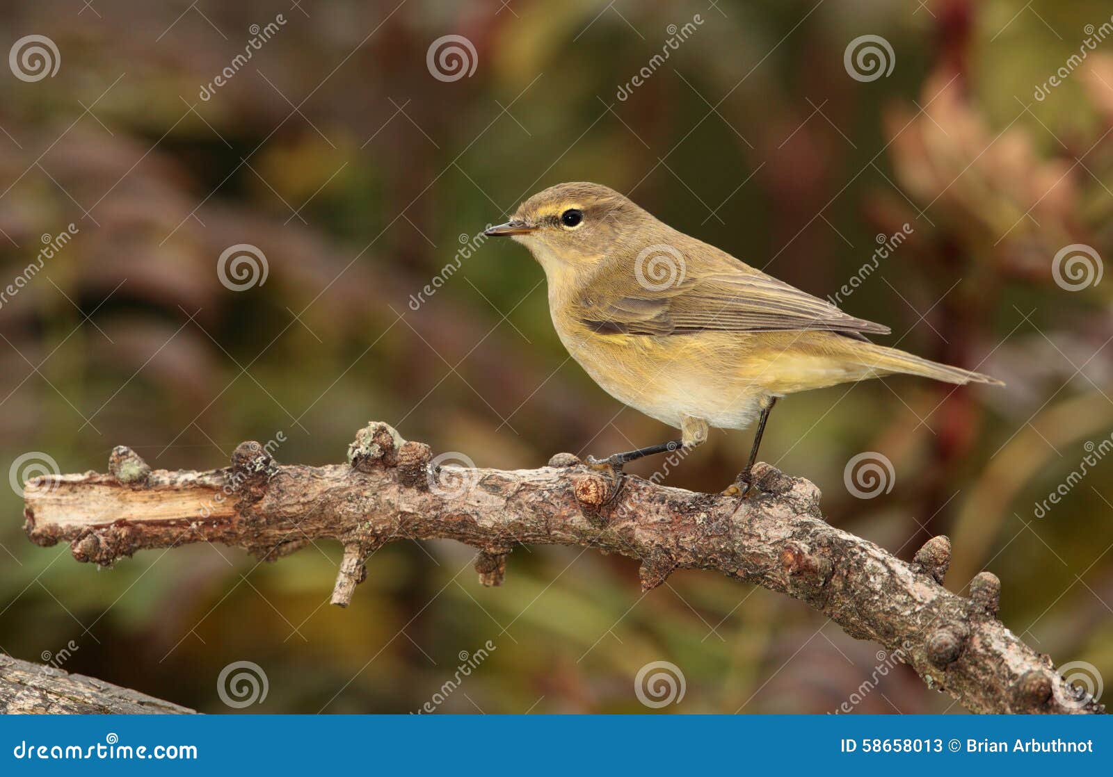Chiff chaff bird. stock image. Image of fauna, wing, nightingale - 58658013