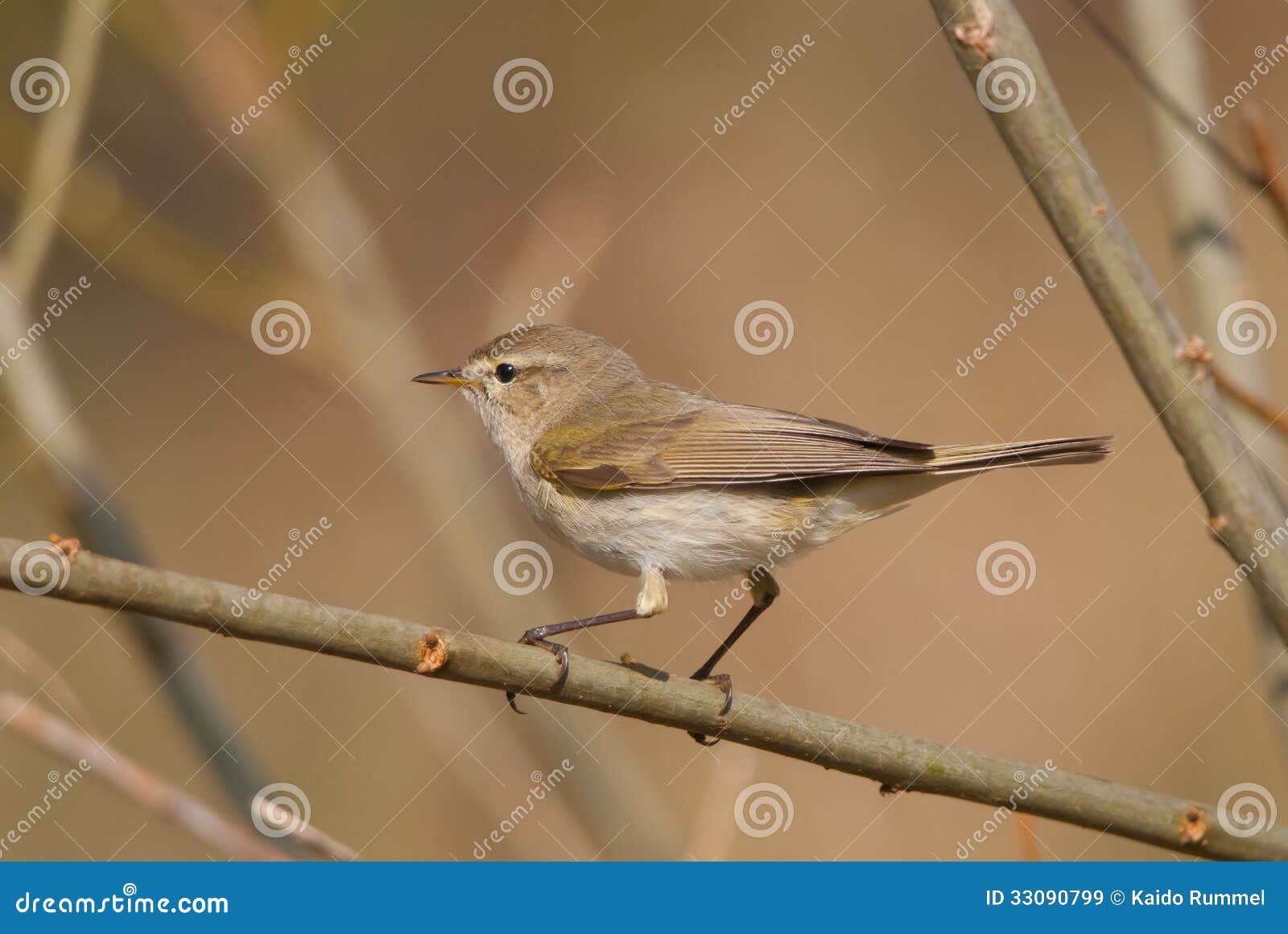 Chiff-chaff stock image. Image of peering, chaff, chiffchaff - 33090799