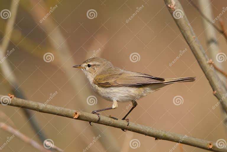 Chiff-chaff stock image. Image of peering, chaff, chiffchaff - 33090799
