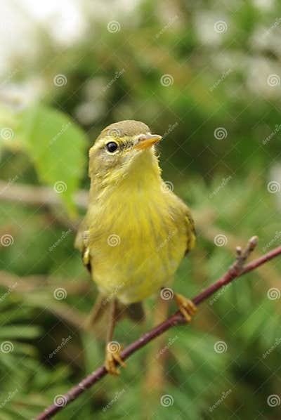Chiffchaff stock photo. Image of chiffchaff, songbird - 13893088