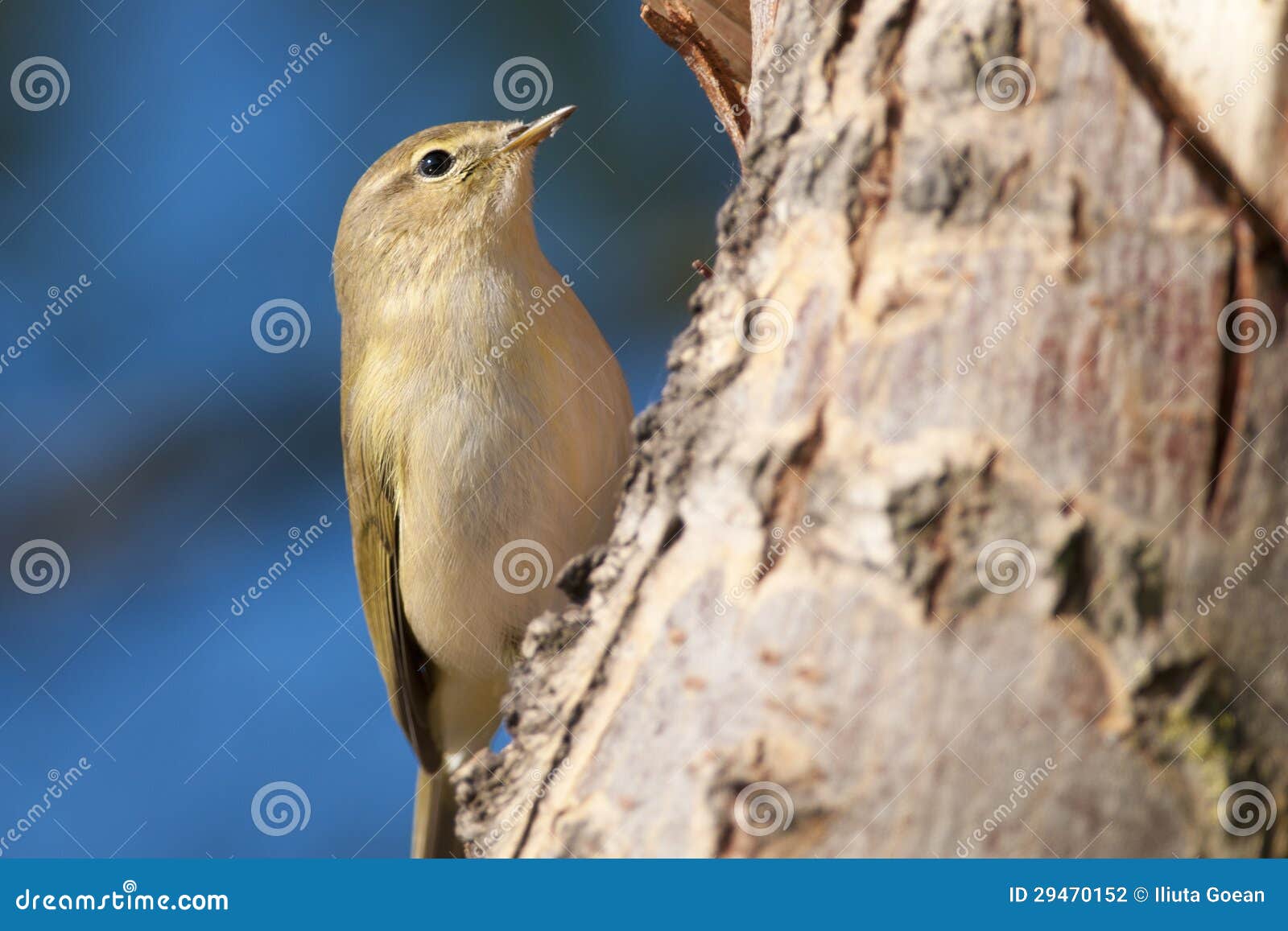Chiffchaff stock photo. Image of nature, bird, birdwatching - 29470152
