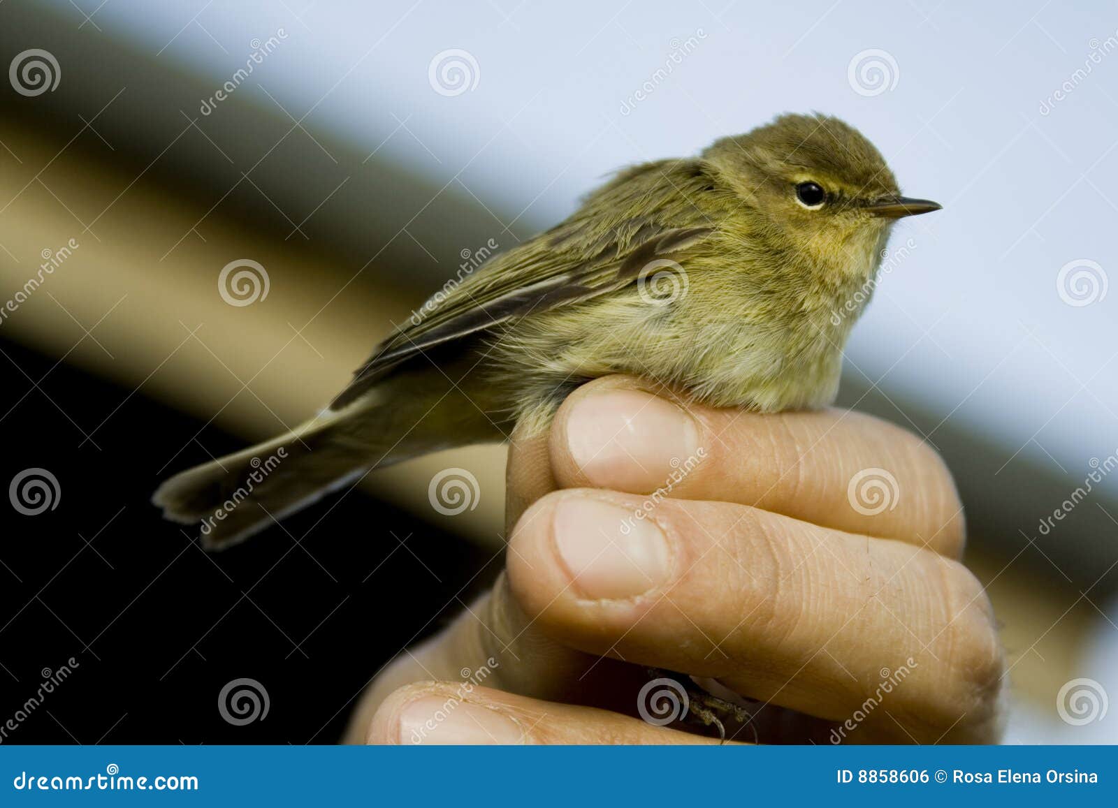Chiffchaff bird stock photo. Image of piccolo, birds, migratori - 8858606