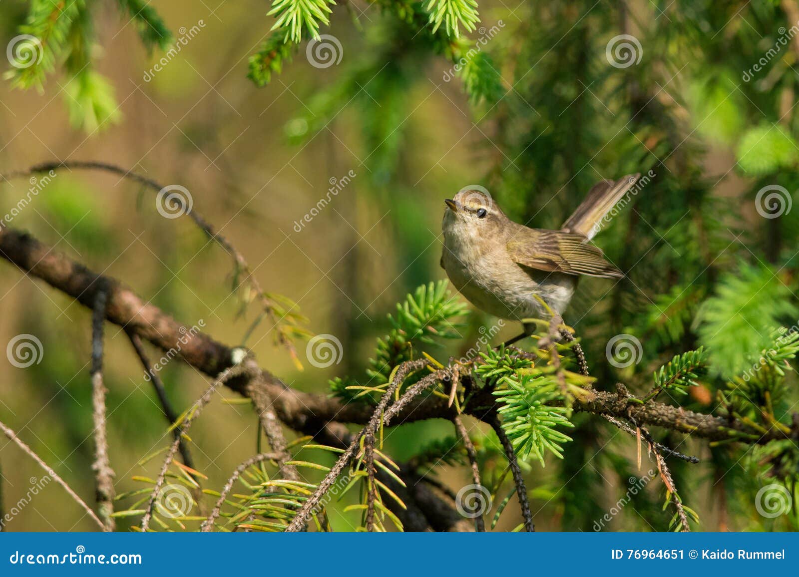 Chiffchaff stock image. Image of summer, habitat, european - 76964651