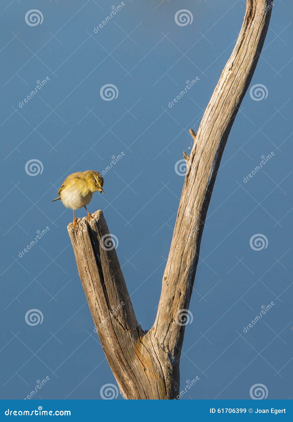 Chiffchaff on dry tree stock image. Image of collybita - 61706399