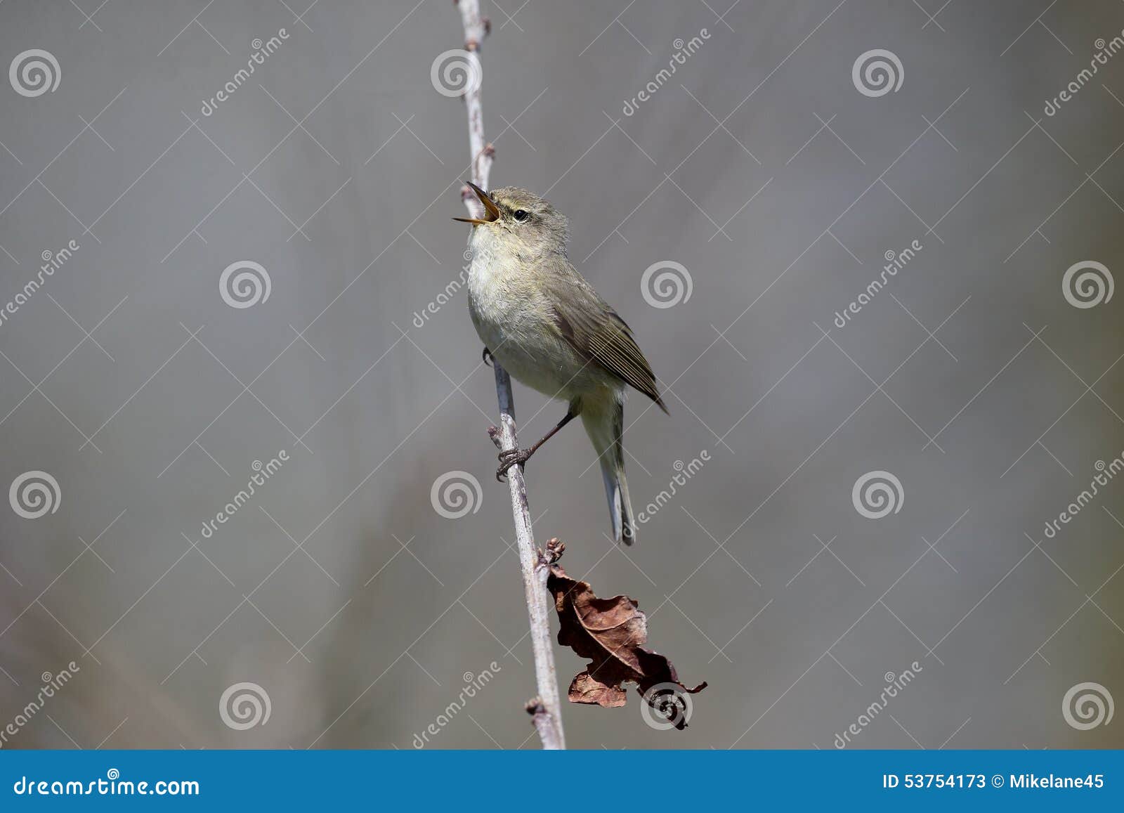 Chiffchaff, Phylloscopus Collybita Stock Image - Image of singing ...