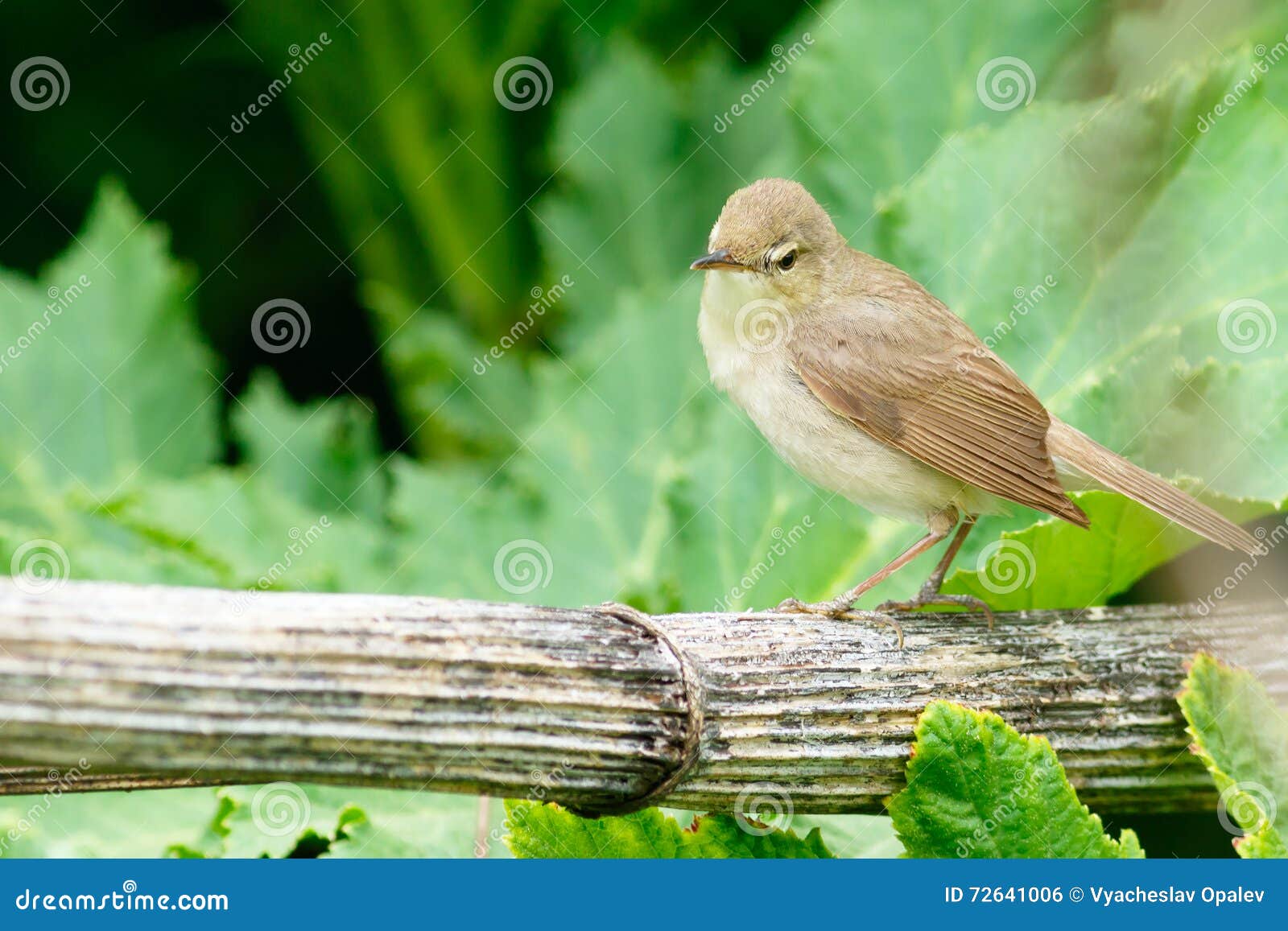 Chiffchaff Sitting in Grass Stock Photo - Image of cute, birds: 72641006