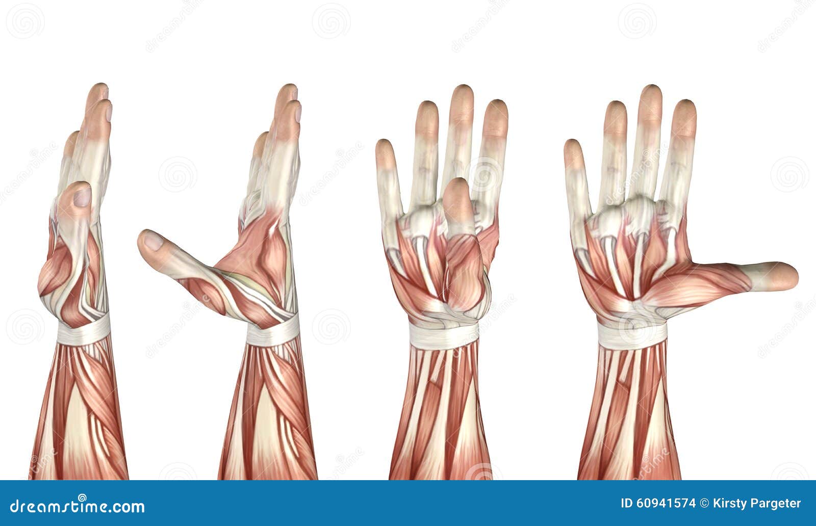 Chiffre 3D Médical Montrant L'abduction De Pouce, Invocation, Extension ...