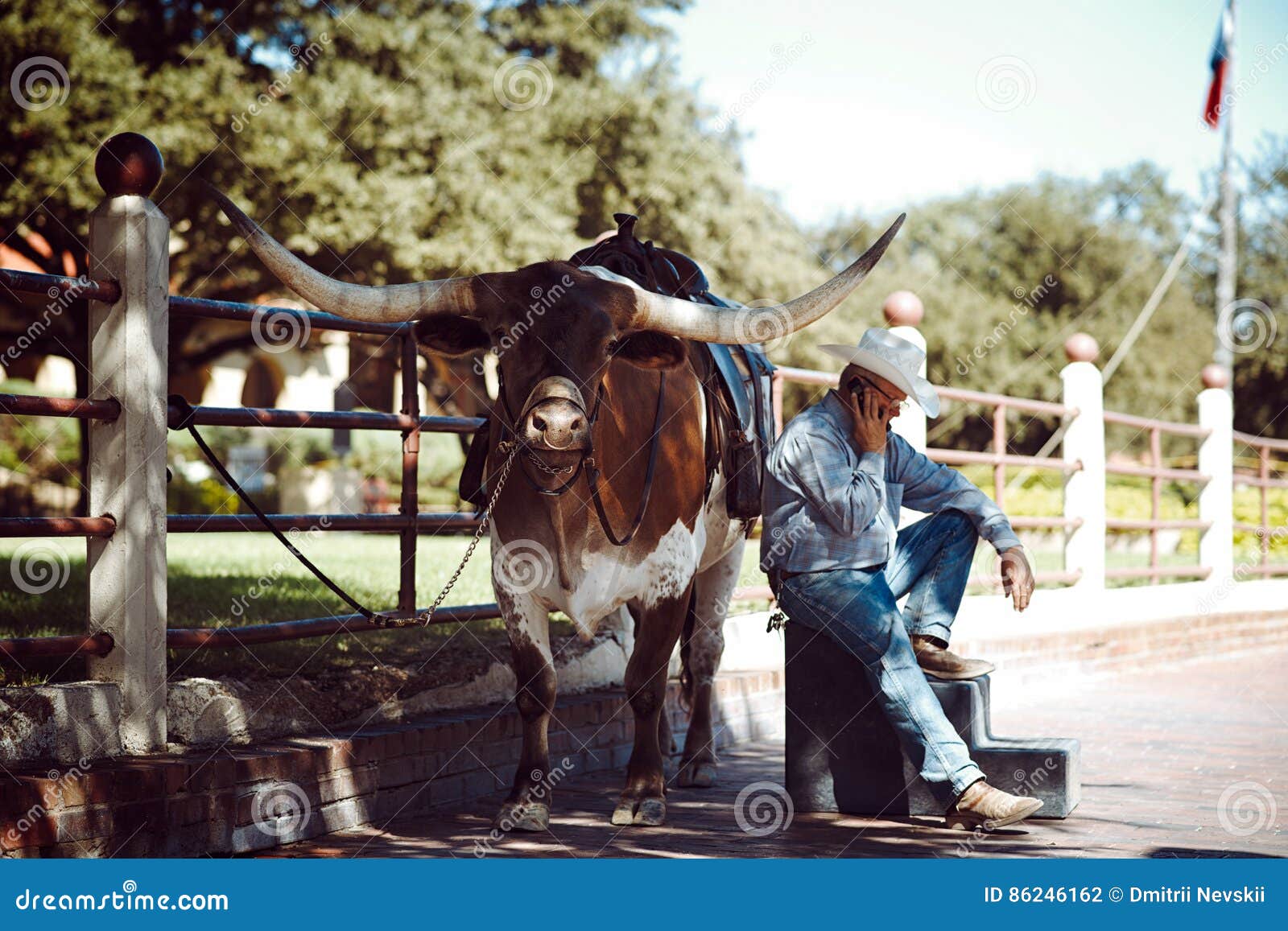 Chifre Longo Do Búfalo Com Vaqueiro Fotografia Editorial - Imagem de ...