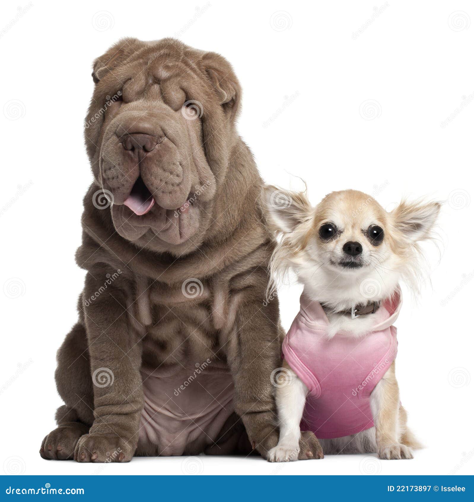 Chihuahua, 3 Anni E Cucciolo Di Shar Pei Immagine Stock - Immagine di ...