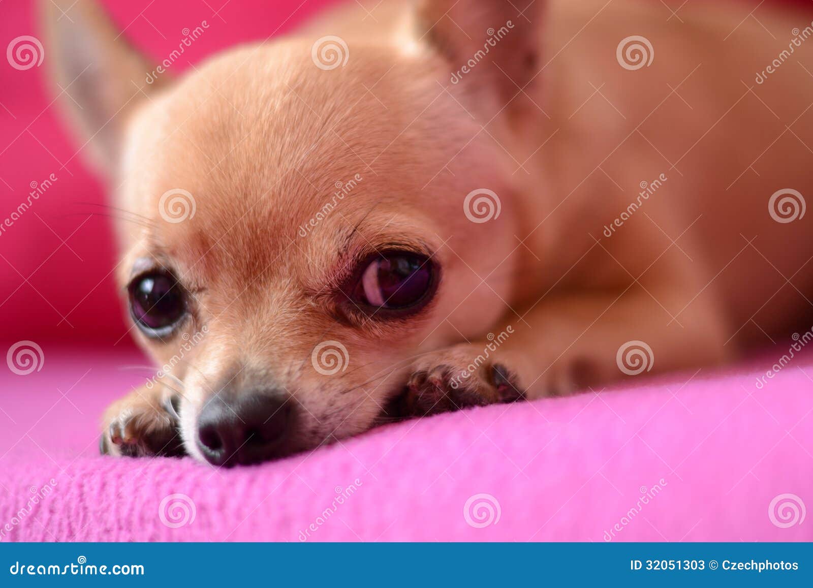 Chihuahua - Amy - Chivava imagem de stock. Imagem de mini - 32051303