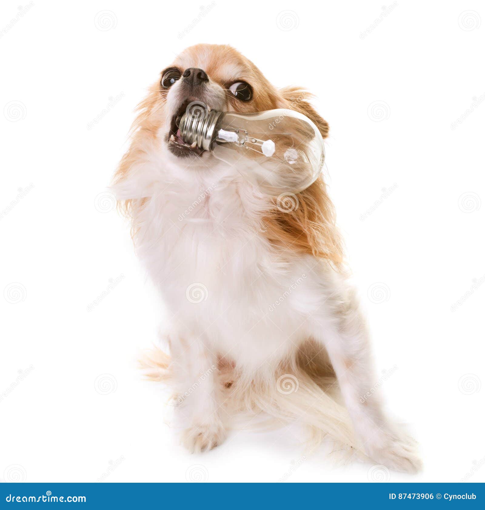 887 Dog Bulb Photos - Free & Royalty-Free Stock Photos from Dreamstime