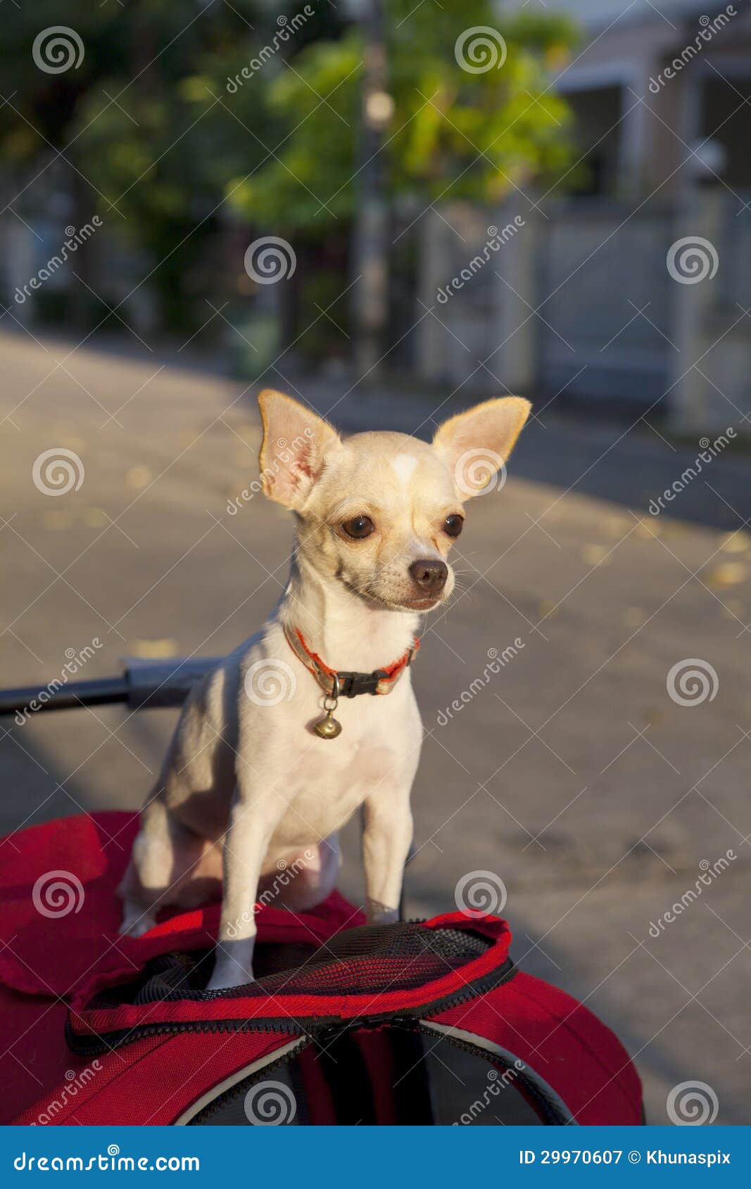 Chihuahua or chiwawa dog stock image. Image of leaves - 29970607