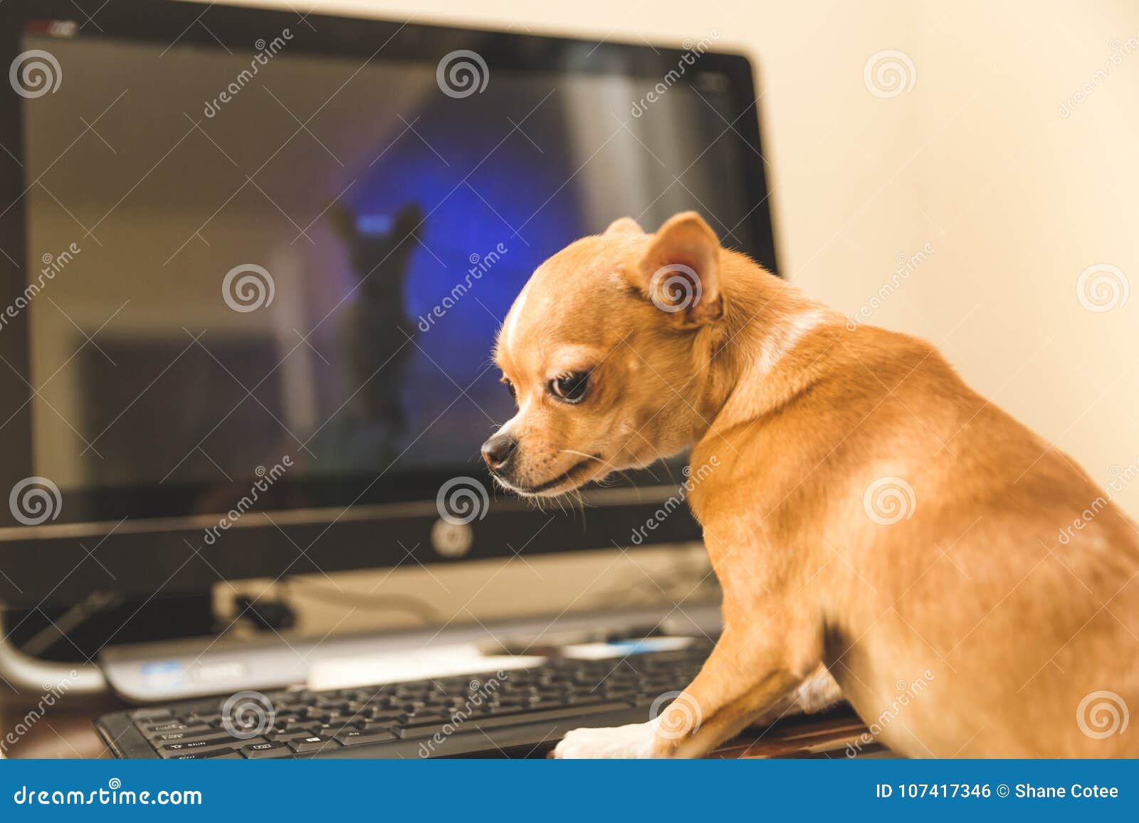Chihuahua on a Computer stock photo. Image of chihuahua - 107417346