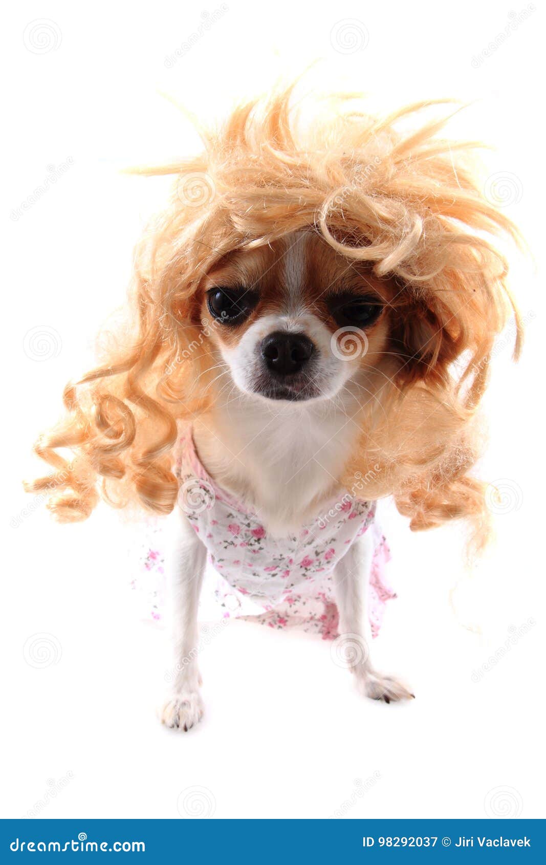 Chihuahua Con La Peluca Rubia (pelo) Imagen de archivo - Imagen de ...
