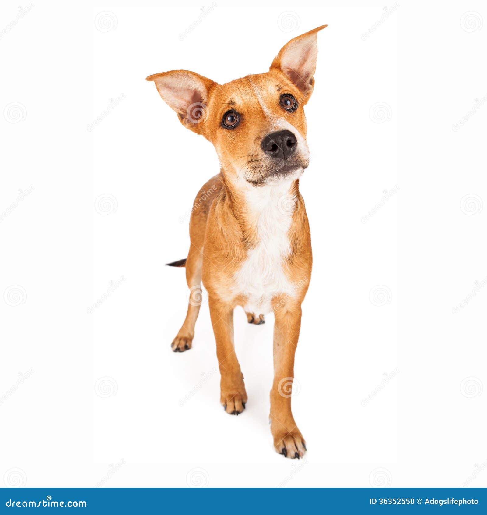 Chihuahua and Dachshund Crossbreed Stock Photo - Image of backdrop ...
