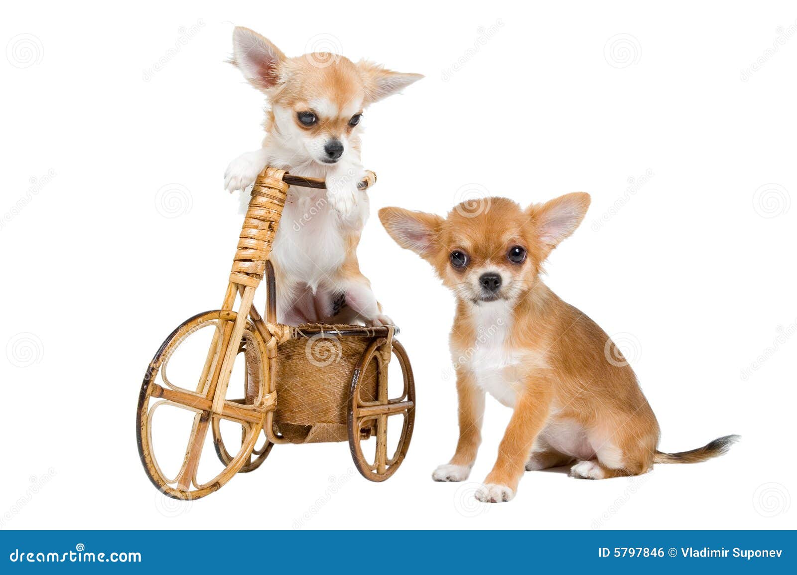 Chihuahua de dos perritos foto de archivo. Imagen de frondoso - 5797846