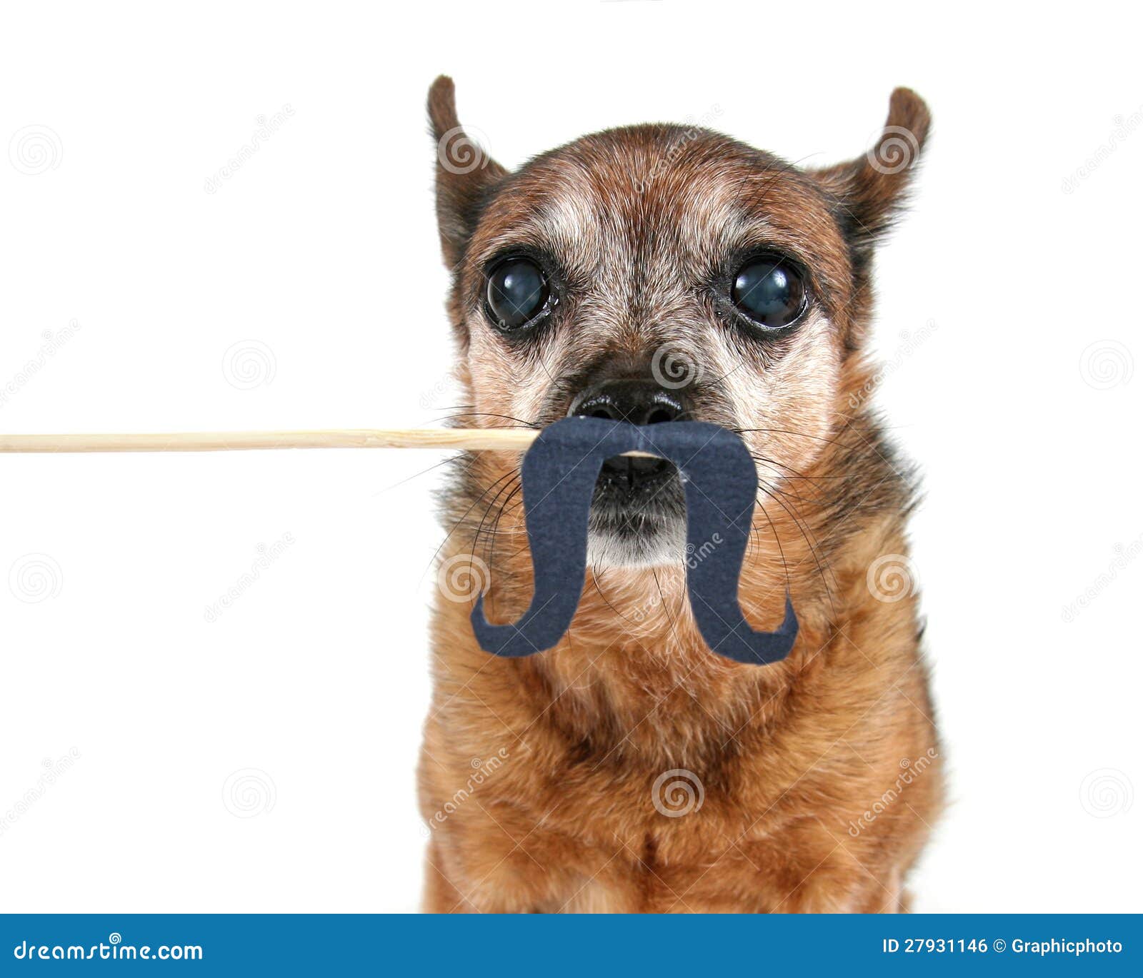 Chihuahua dei baffi fotografia stock. Immagine di cacca - 27931146