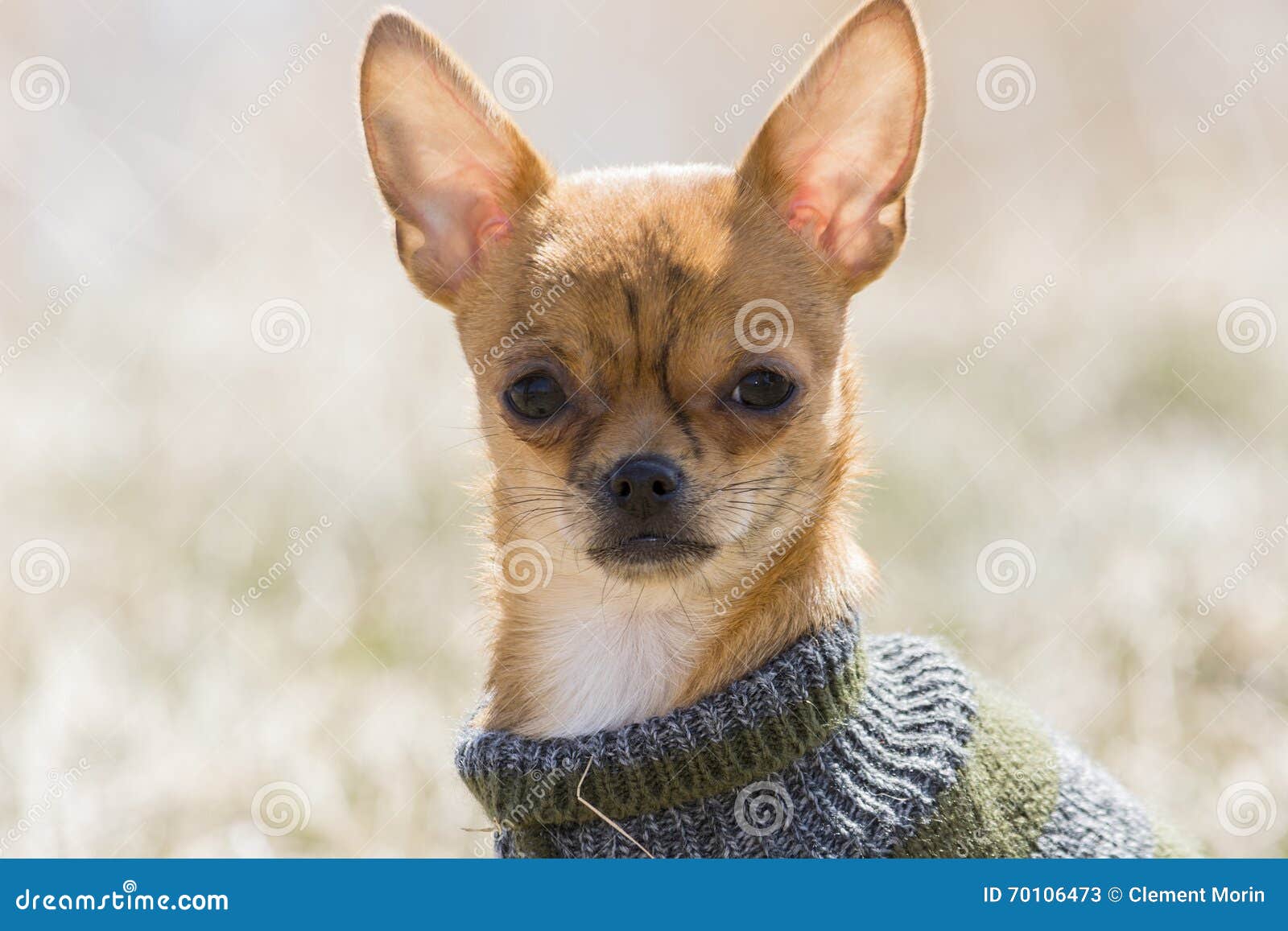 Chihuahua del bebé imagen de archivo. Imagen de aislado - 70106473