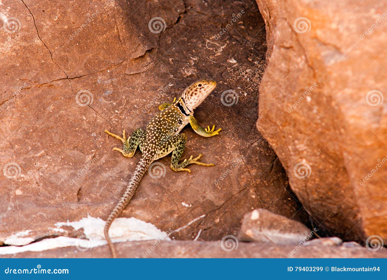 Chihuahua Desert Lizard-2 stock image. Image of nature - 79403299