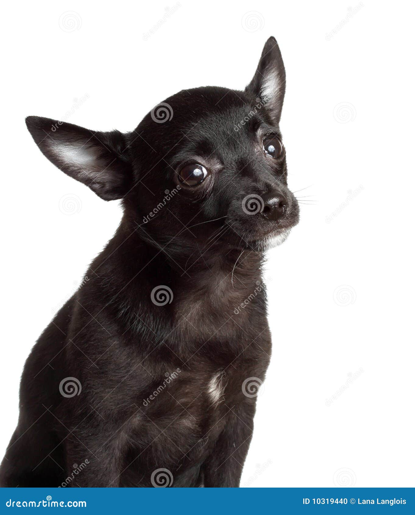 Chihuahua dog stock photo. Image of young, tiny, black - 10319440 Chihuahua dog stock photo. Image of young, tiny, black - 10319440
