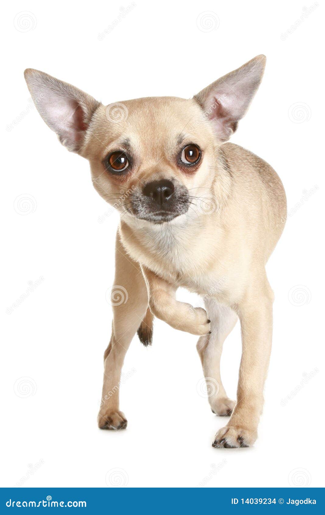 Chihuahua dog stock photo. Image of whelp, pedigreed - 14039234