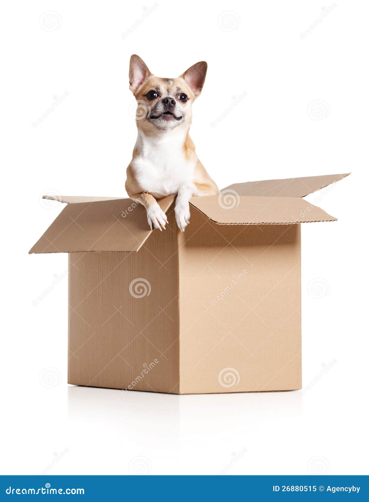 Chihuahua dog is in box stock image. Image of cardboard - 26880515